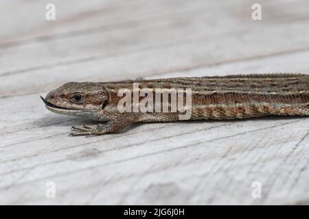 Common lizard (Zootoca vivipara, also called viviparous lizard) basking ...