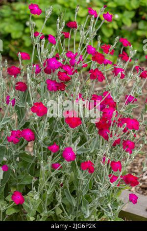 Lychnis coronaria, Rose Campion, in flower Stock Photo - Alamy