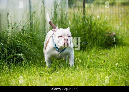 White color male American Bully dog is walking on green grass Stock ...