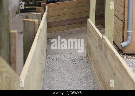A wooden corral to guide animals towards their pens in black and white ...