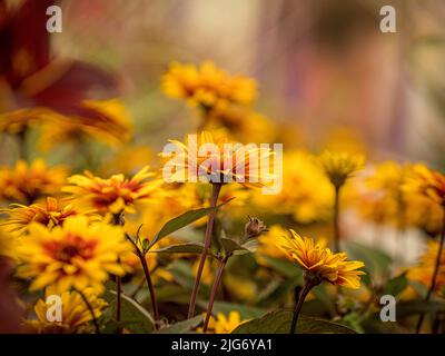 Yellow daisy flower (heliopsis) on the deep blue background Stock Photo ...