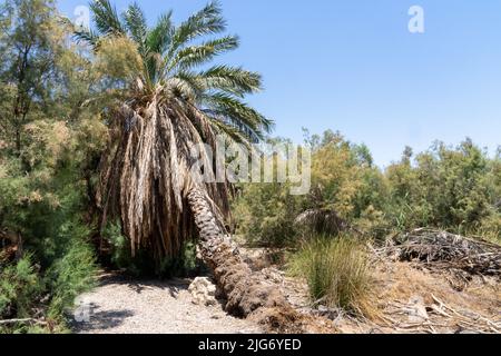Date palm in Einot Tzukim, is the lowest nature reserve in the world ...