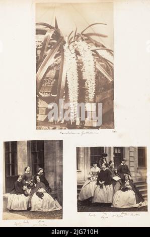 Saccolabium Guttatum; Lizzie, Emily, Alice, Mrs Stratton; Emily, Etty ...