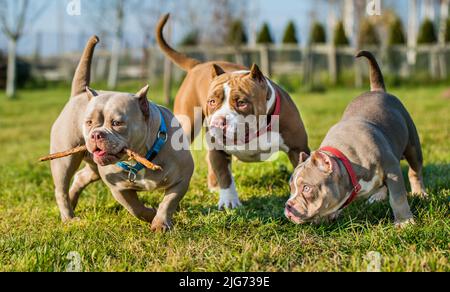Three Chocolate color American Bully dogs are walking Stock Photo - Alamy