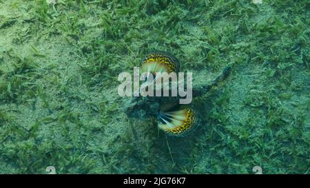 Demon Stinger walks on sandy bottom covered with green algae. Bearded ...