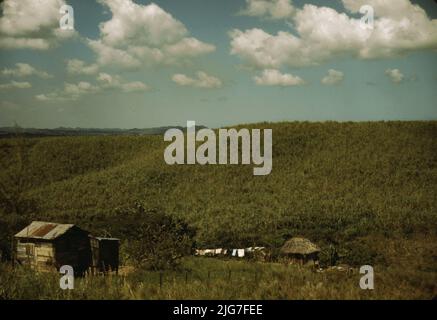 Sugar cane land, vicinity of Rio Piedras, Puerto Rico Stock Photo - Alamy