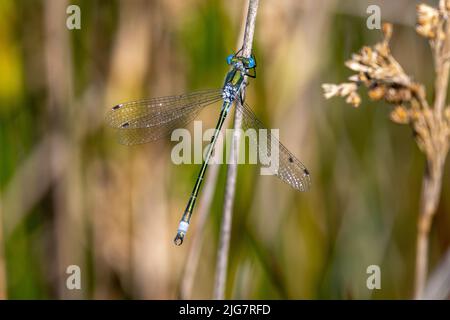 Lestes dryas Kirby, 1890 (male). Scarce Emerald Damselfly, Robust ...