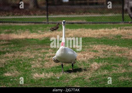 A closeup of a Trumpeter Swan with a red neck band walking on the grass ...