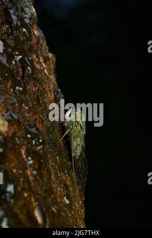 Cicada on a wet tree in black background on a rain night in agumbe ...