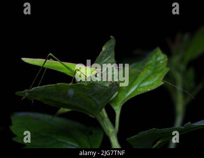 Hexacentrus is the type genus of bush-crickets in the subfamily ...