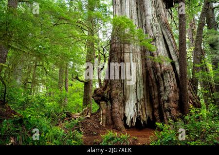 A western red cedar on the Cheewhat Giant Trail in Vancouver Island, BC ...