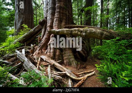 A western red cedar on the Cheewhat Giant Trail in Vancouver Island, BC ...