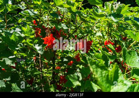 White and Red Currants in a Graden in Lower Bavaria Germany Stock Photo ...