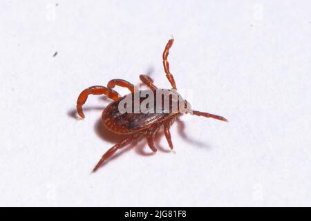 Tick, Ixodida, whit white background, close-up photo, macrophotography ...