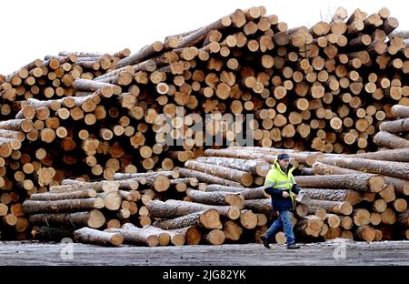Timber on Kisasågen, Kisa, Sweden, from storm Gudrun Stock Photo - Alamy