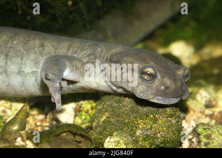 Closeup on an aquatic male of the critically endangered Chinese Fuding ...