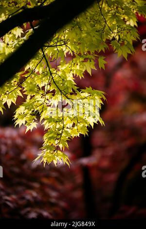 Deciduous tree, leaves, detail Stock Photo - Alamy