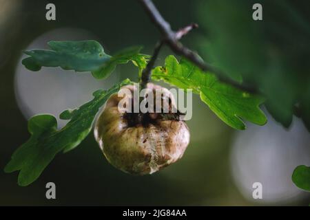 Common oak gall wasp, gall apple Stock Photo - Alamy