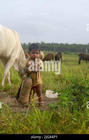 A very young and cute Indian shepherd herding grazing sheeps in a farm ...
