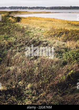 salt marsh, Holnis, Glücksburg, Schleswig-Holstein, landscape, autumn ...