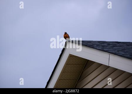 A low angle shot of adorable American kestrel perched on a rope on blue ...