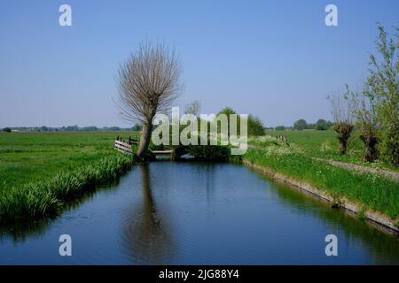 Polder with grass, water and small bridges in the polder, The ...