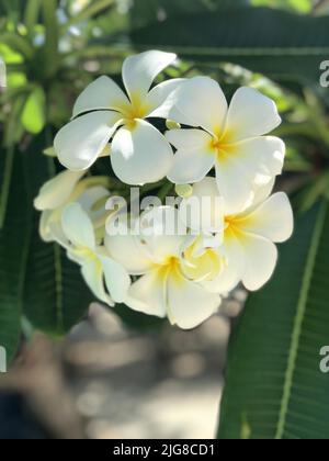 Closeup shot of delicate beautiful frangipani flower bunch growing on a ...
