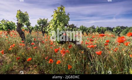 Poppies at Vinassan in spring Stock Photo - Alamy