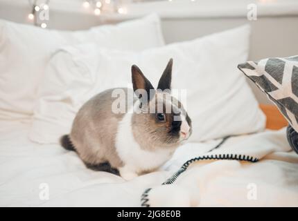 Closeup shot of an adorable rabbit Stock Photo - Alamy
