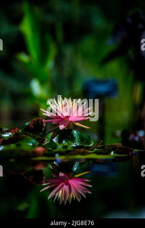 Vertical shot of a blooming lotus flower in the greenery Stock Photo ...