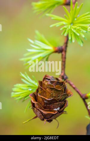 green larch cones in the fresh summer forest Stock Photo - Alamy