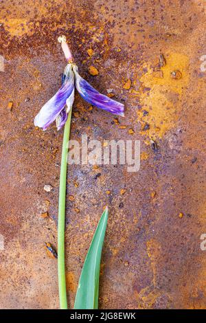 A faded tulip on rusty metal background, floral still life Stock Photo ...