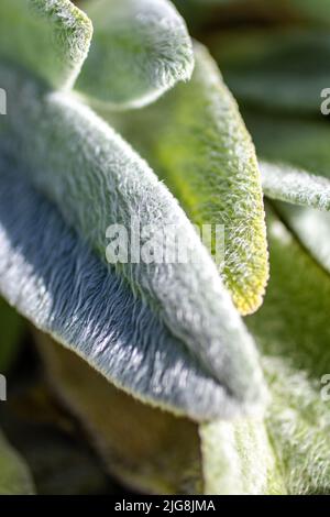 Succulents of Powell Botanical Gardens, Kingsville, Missouri Stock ...