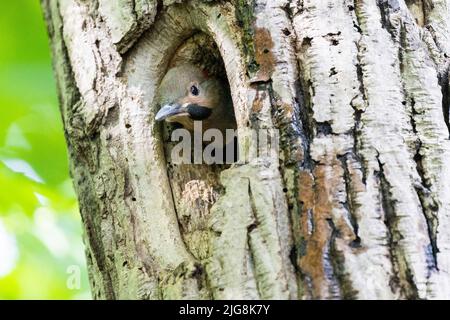 Baby northern flicker (Colaptes auratus) at nest Stock Photo - Alamy