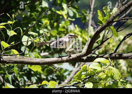 A closeup shot of a northern mockingbird on the tree Stock Photo - Alamy