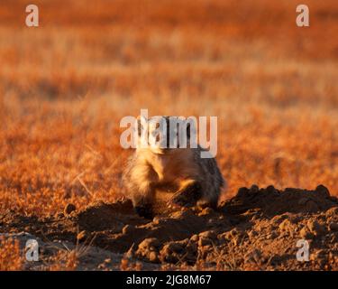 American Badger Digging Stock Photo - Alamy