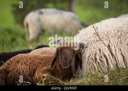 Young ram sleeping with his mother Stock Photo - Alamy