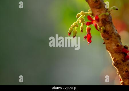 Bilimbi flower shaped like a small red bell, green leaves background on ...