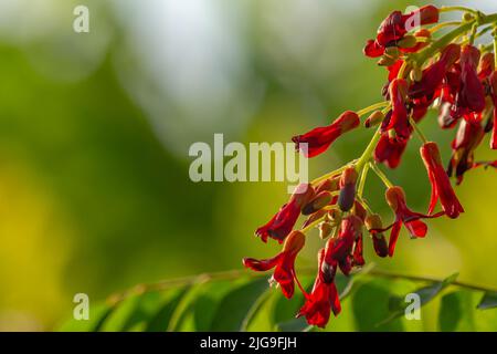 Bilimbi flower shaped like a small red bell, green leaves background on ...