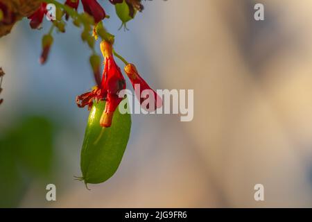 Bilimbi flower shaped like a small red bell, green leaves background on ...