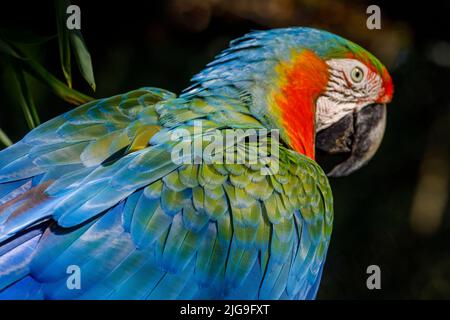 Colorful Macaw parrot back view wings Stock Photo - Alamy