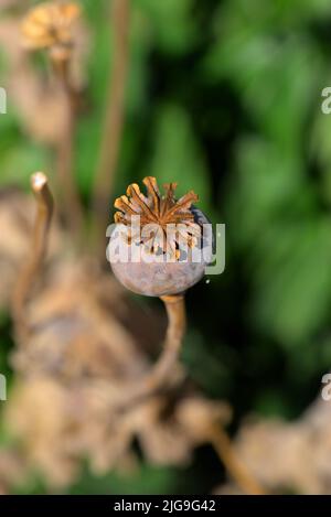 Dry poppy capsules, poppy fruit close up Stock Photo - Alamy