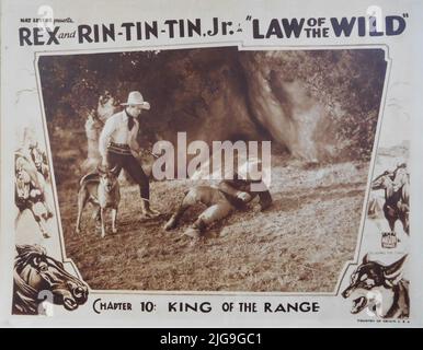 LAW OF THE WILD, Rex, Rin Tin Tin, 1934 Stock Photo - Alamy