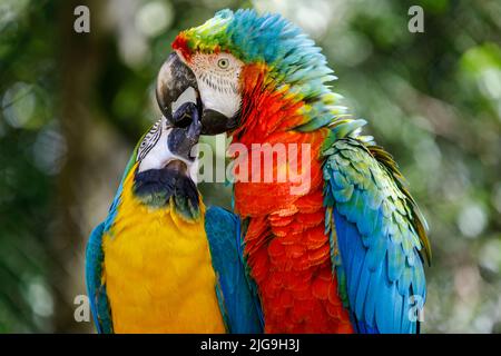 Colorful Macaw parrot couple kissing each other affection in Pantanal ...