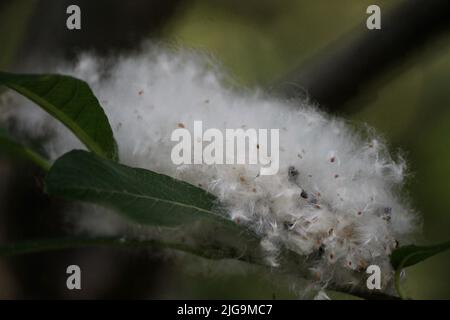 Black cottonwood trees in Juneau, Alaska, USA Stock Photo - Alamy