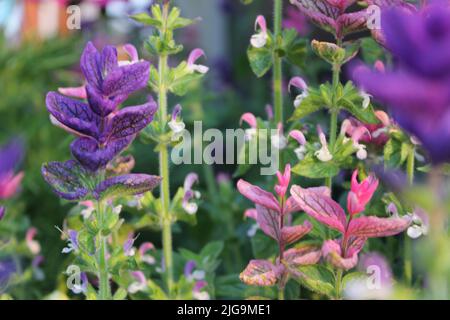 Wildflowers in bloom in Juneau, Alaska, USA Stock Photo - Alamy