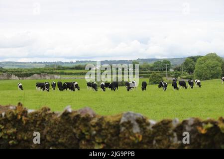 Cows of Castlelyons Stock Photo - Alamy