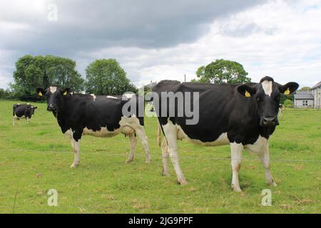 Cows of Castlelyons Stock Photo - Alamy