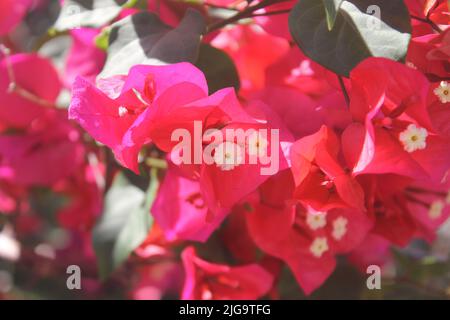 Tropical Flowers in Bloom, Isla Mujeres, Mexico Stock Photo - Alamy