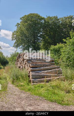 Tree stumps piled up in the forest. Pine logs with the bark peeled off ...
